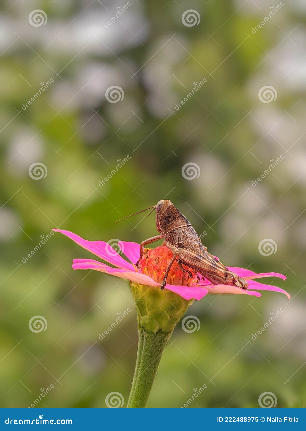 Grasshopper on flower stock image. Image of flower, green - 222488975
