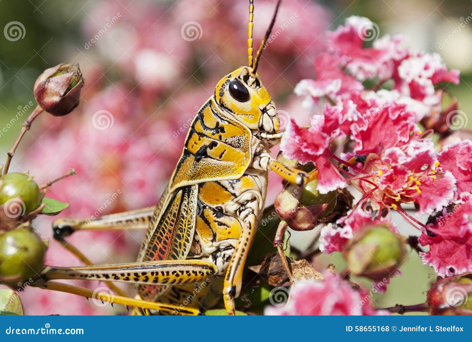 Grasshopper on flower stock photo. Image of insect, springtime - 58655168
