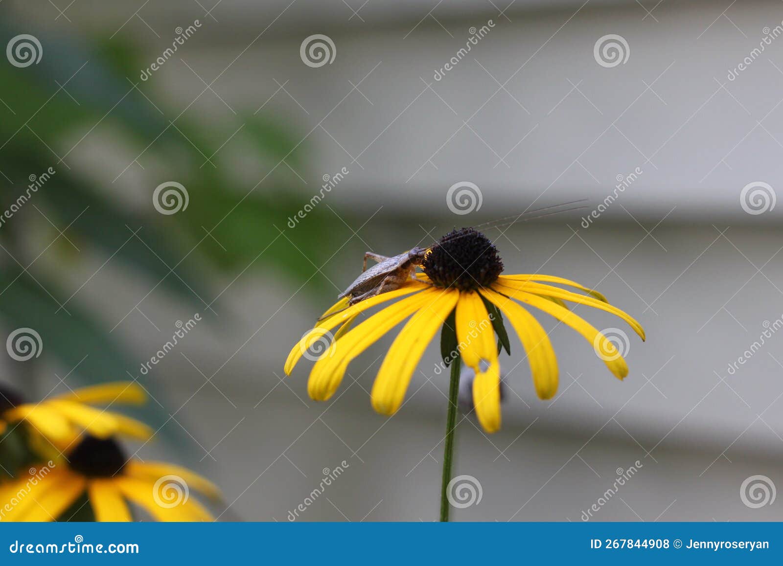 Grasshopper on Flower Outside Stock Photo - Image of outside, natural ...