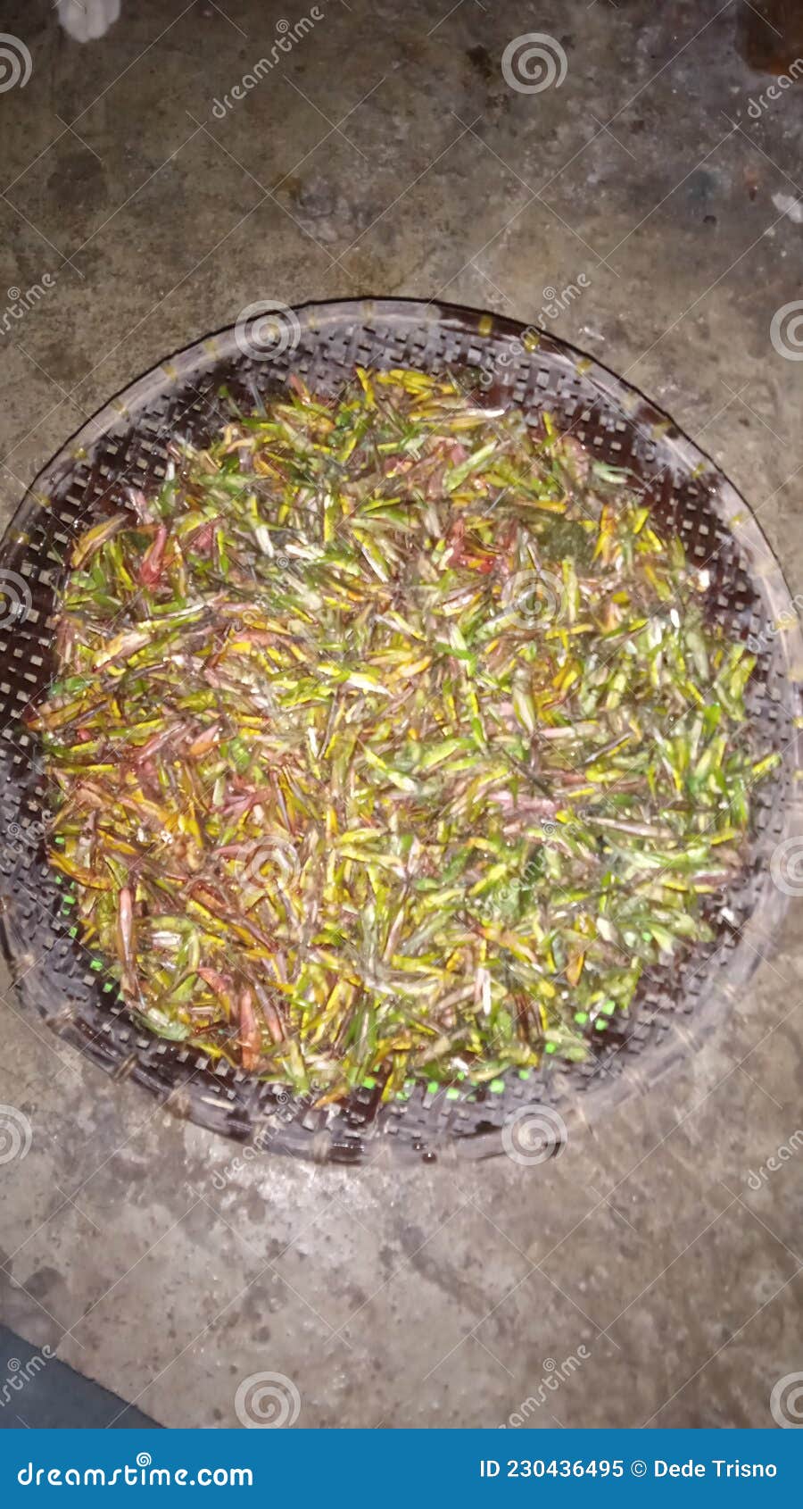 Grasshopper Food that Contains Protein Stock Image - Image of protein ...