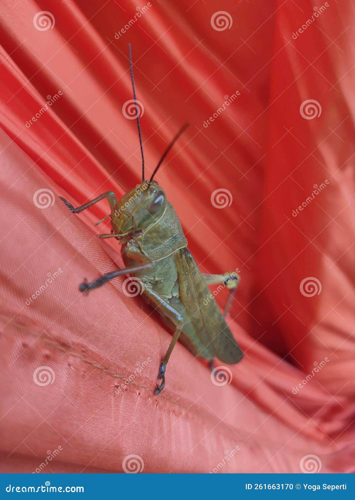 Grasshopper foto stock photo. Image of shot, legs, grasshopper - 261663170