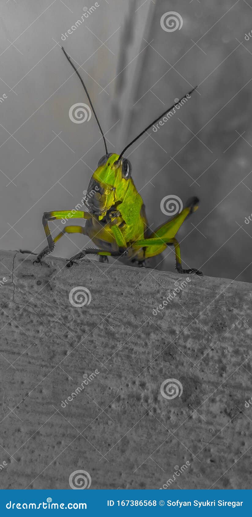 Grasshopper on Frame stock photo. Image of flower, branch - 167386568