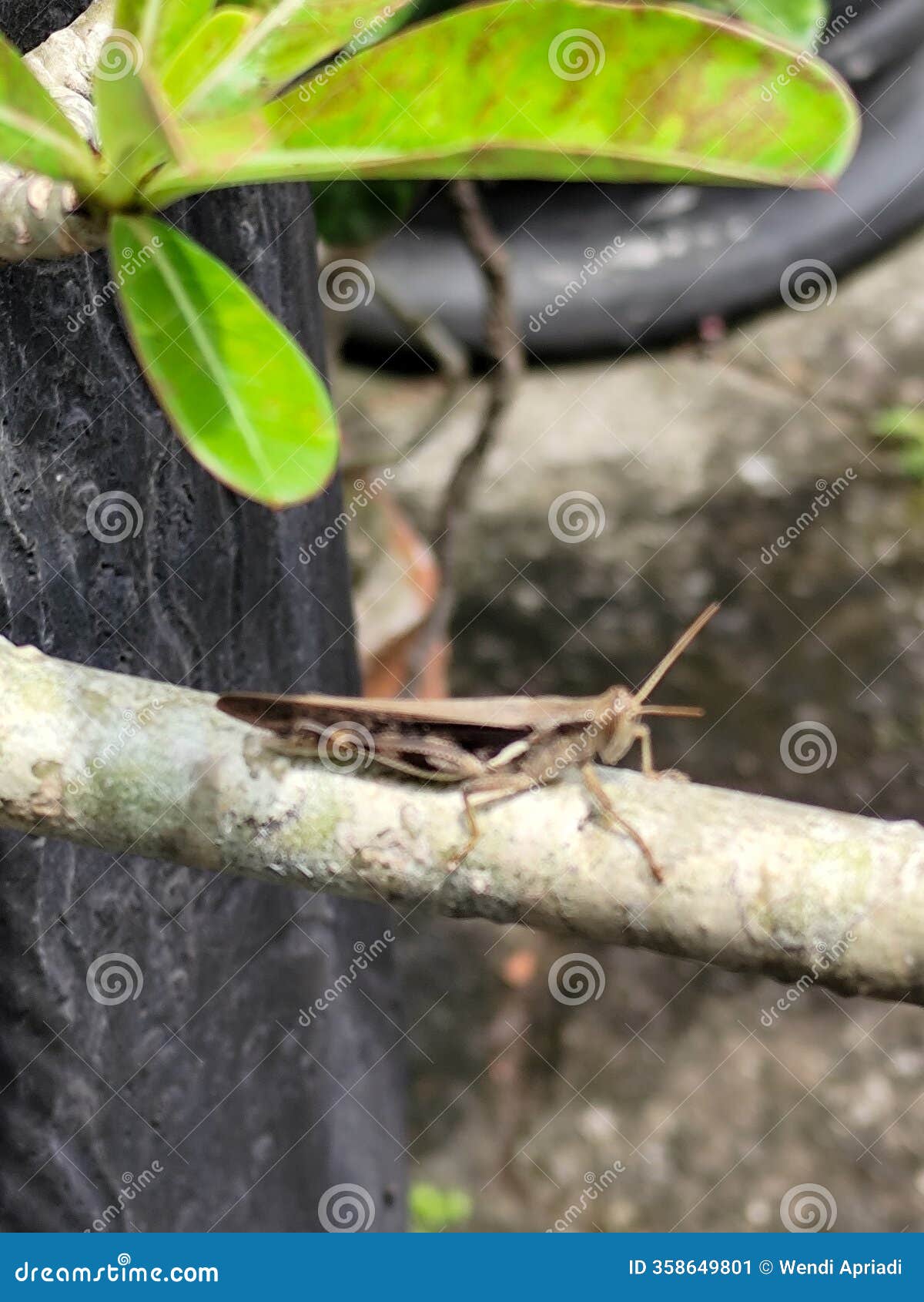 Grasshoppers on Frangipani Branches. Stock Image - Image of tree, leaf ...