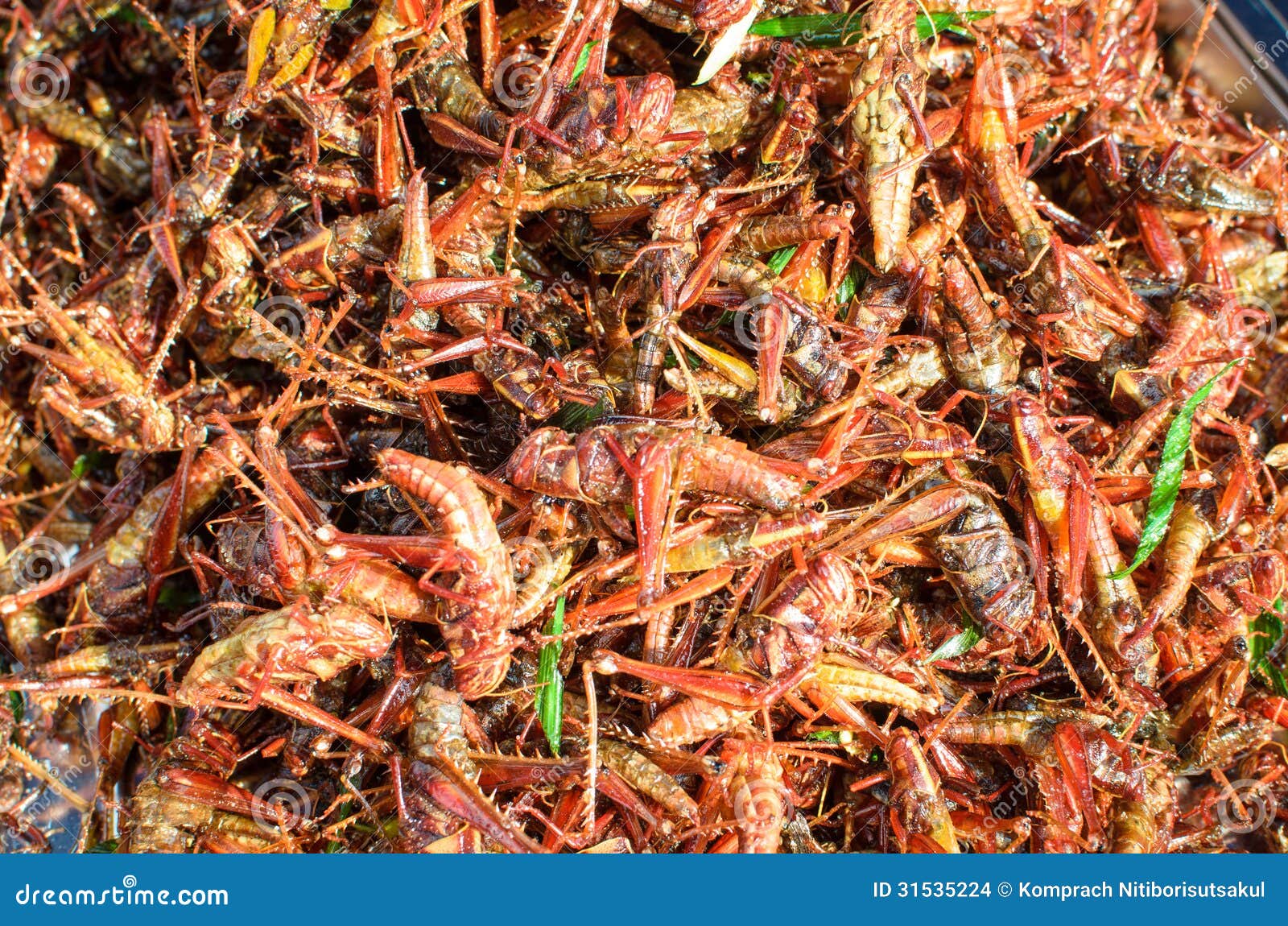 Grasshopper fried stock photo. Image of dried, meat, cooking - 31535224