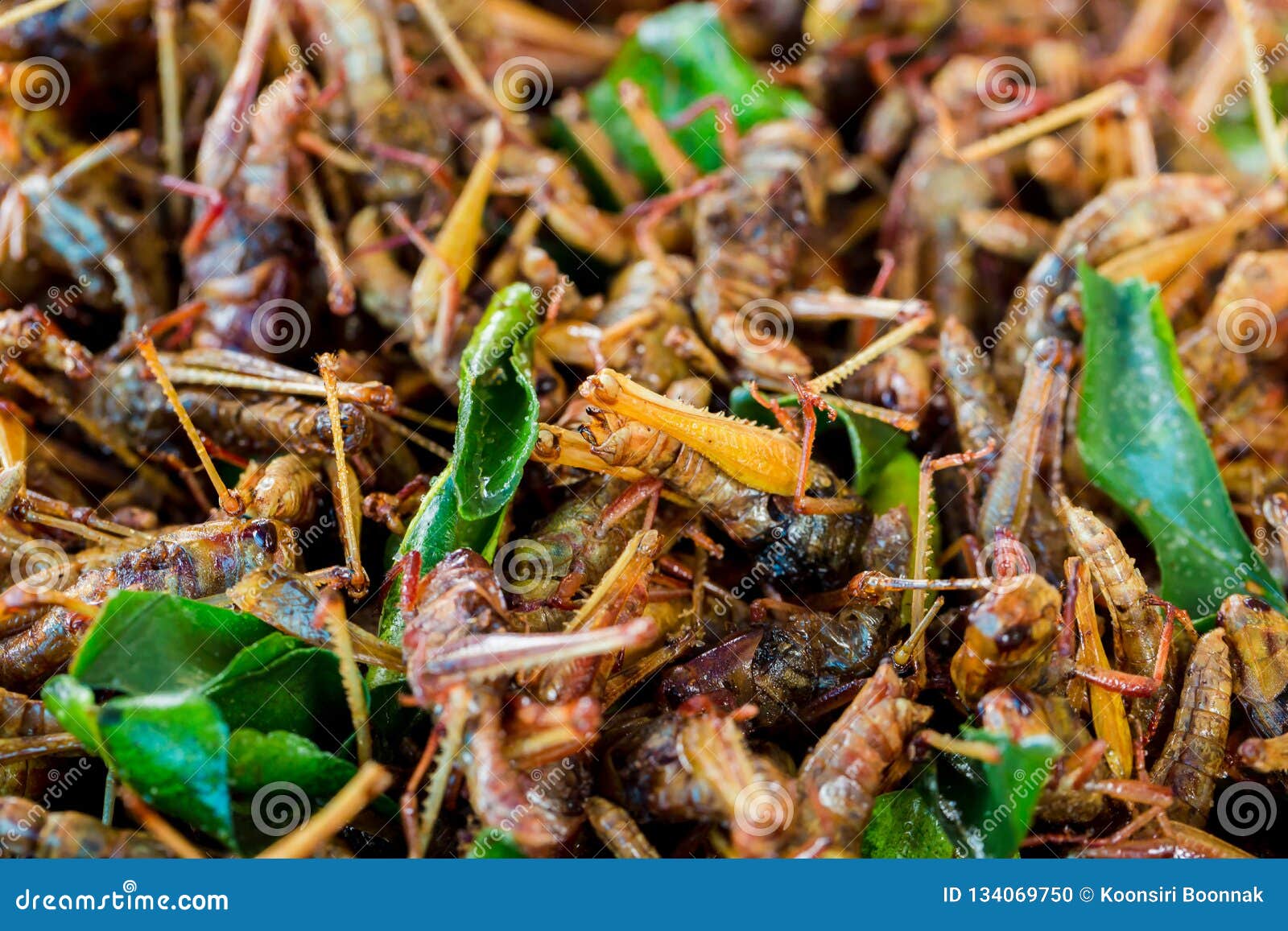 Grasshopper Fried or Fried Bug with Kaffir Lime Leaf Stock Photo ...