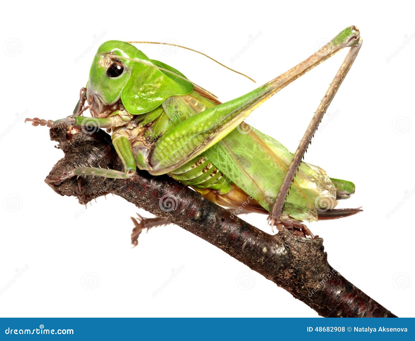 Grasshopper in Front of Isolated White Background Stock Photo - Image ...