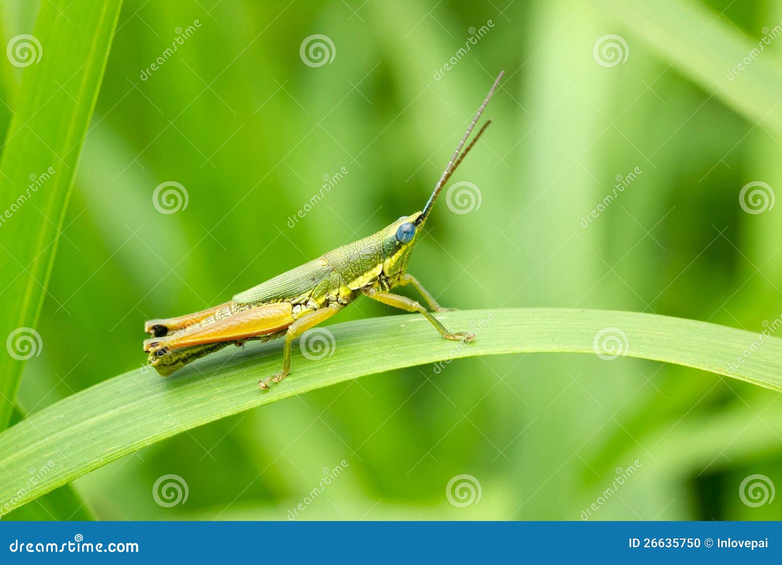 Grasshopper in Front of Natural Background Stock Photo - Image of full ...