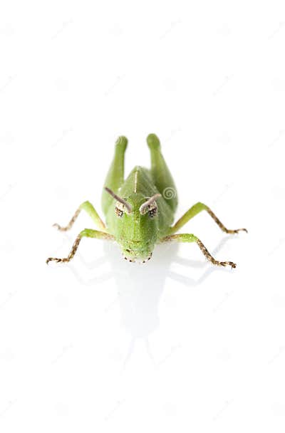 Grasshopper Front View stock image. Image of antenna - 10790205