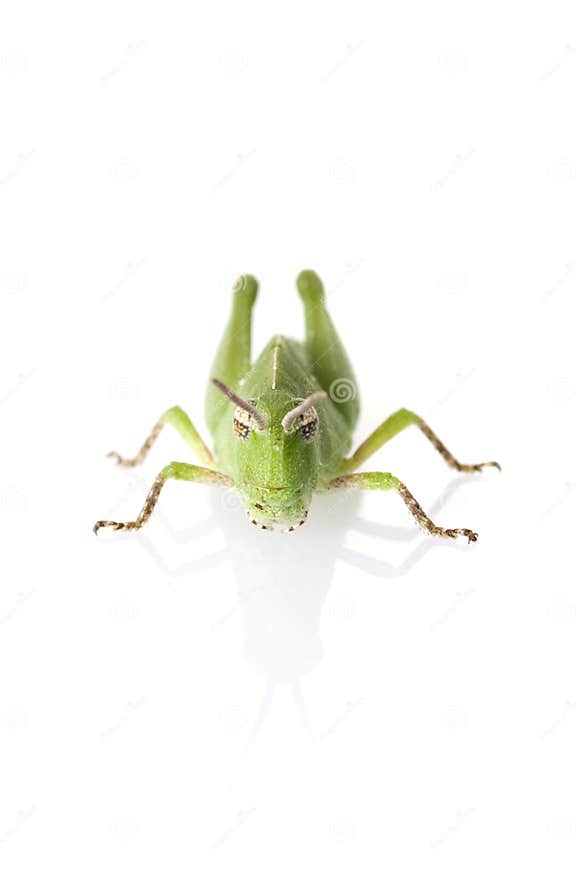 Grasshopper Front View stock image. Image of antenna - 10790205