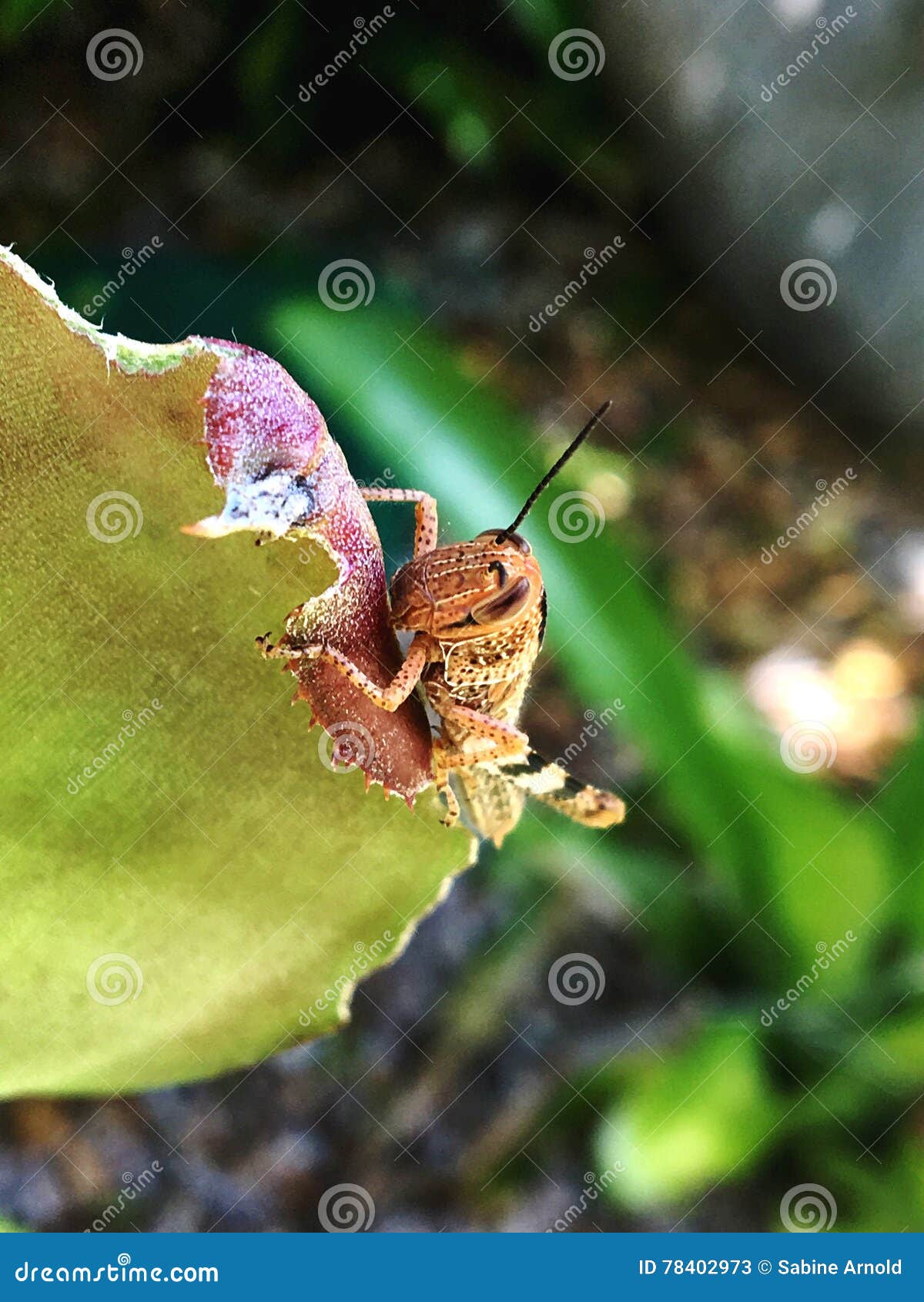 Grasshopper Front View stock image. Image of pest, plant - 78402973