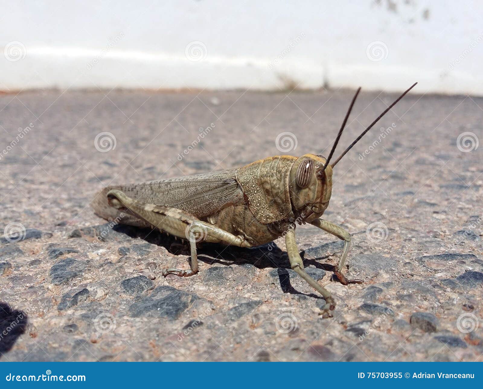 Grasshopper front view stock image. Image of nature, view - 75703955