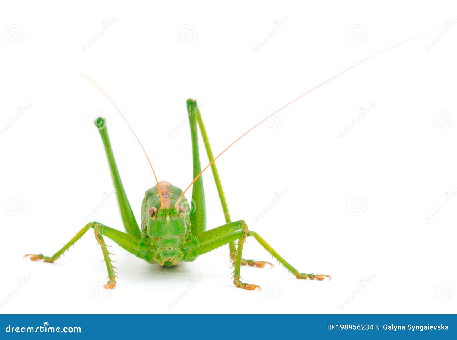 Grasshopper in front stock photo. Image of horizontal - 198956234