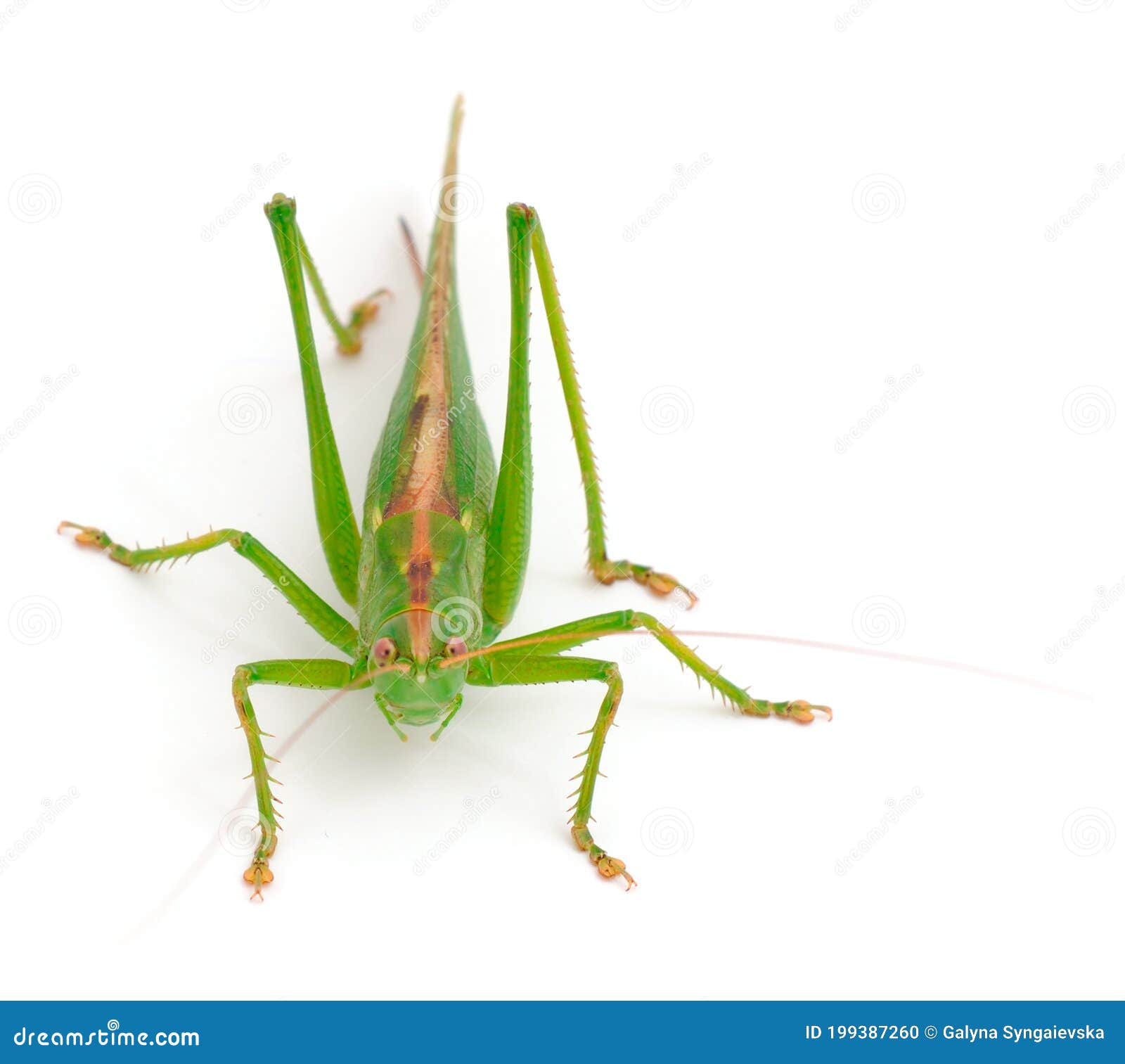 Grasshopper in front stock photo. Image of wildlife - 199387260