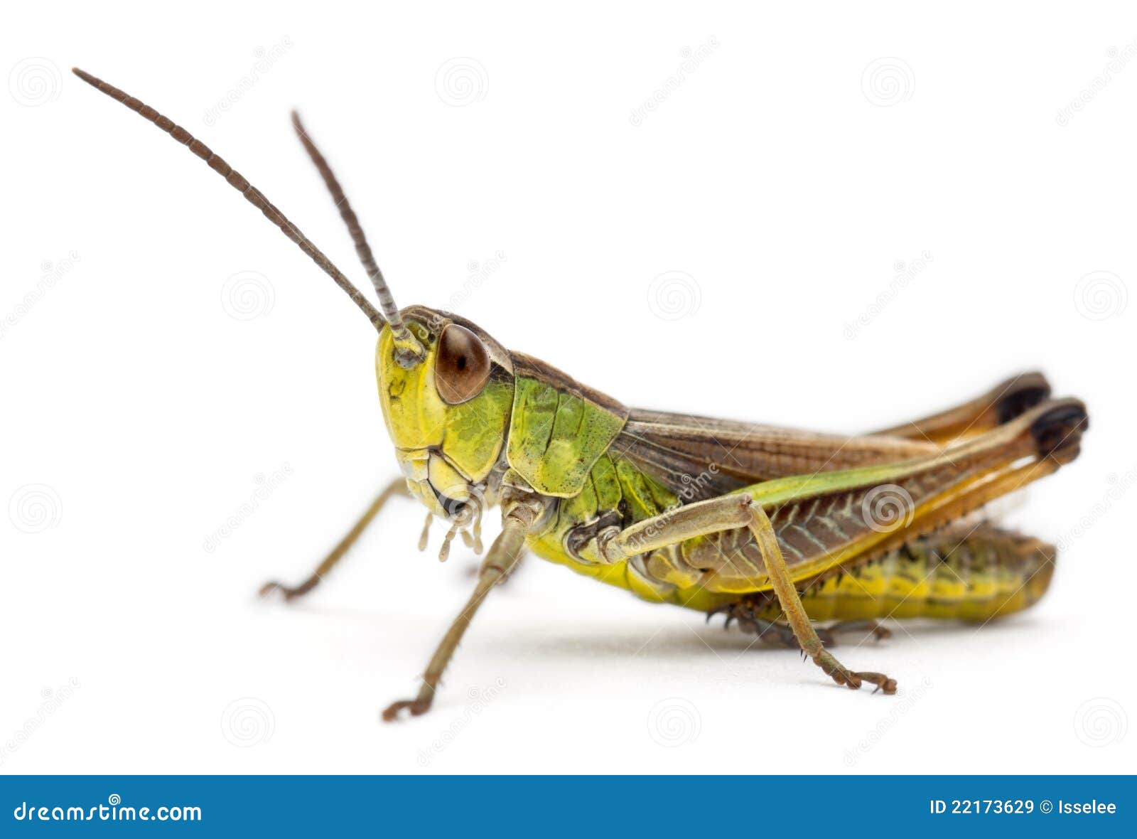 Grasshopper in Front of White Background Stock Image - Image of ...