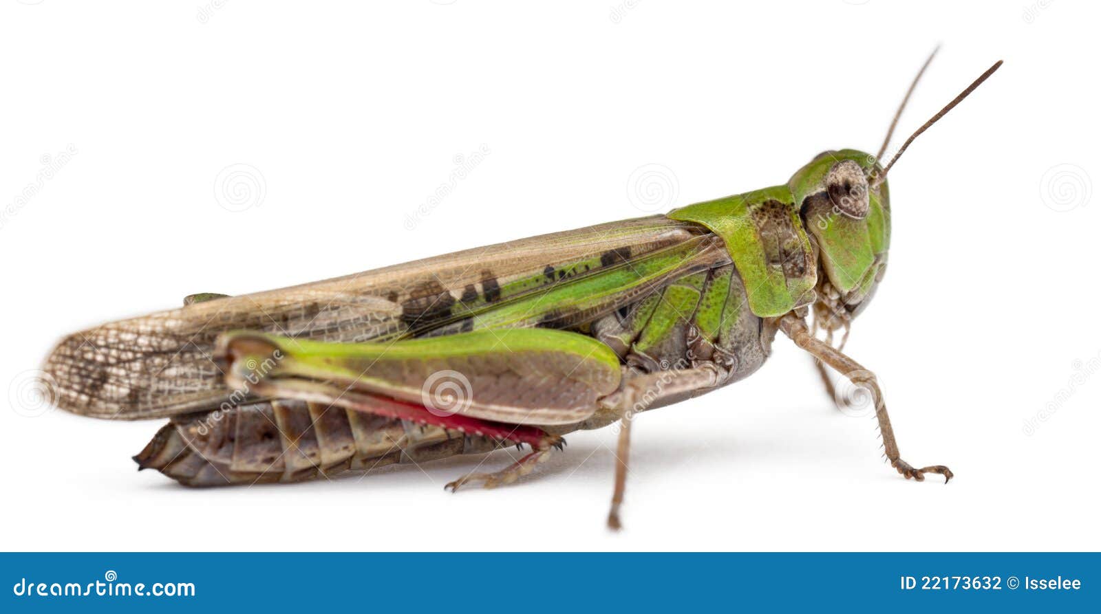 Grasshopper in Front of White Background Stock Photo - Image of ...