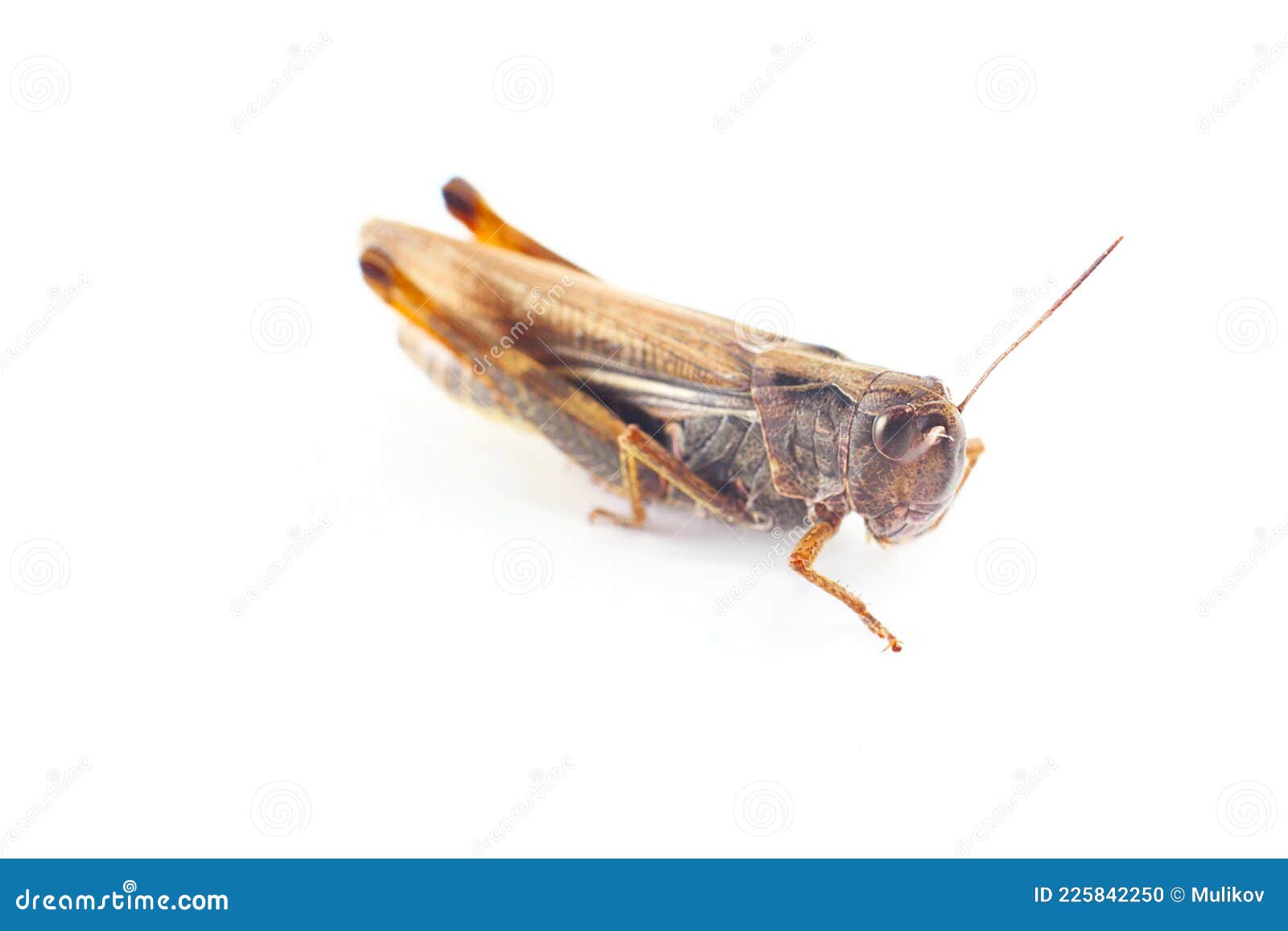Grasshopper in Front of White Stock Photo - Image of nature, studio ...
