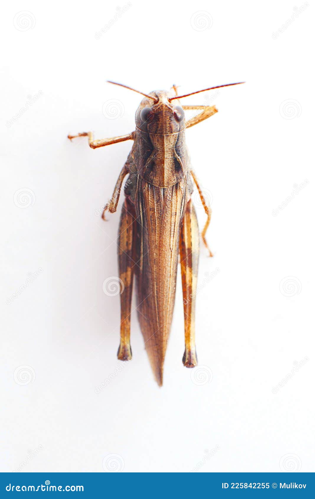 Grasshopper in Front of White Stock Image - Image of animal, square ...