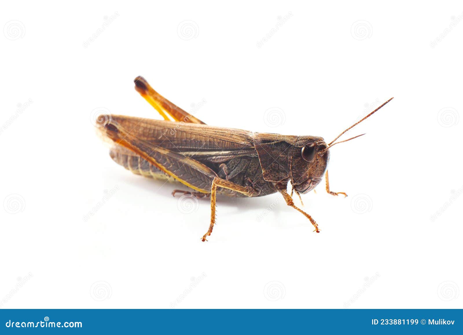 Grasshopper in Front of White Stock Image - Image of single, nature ...