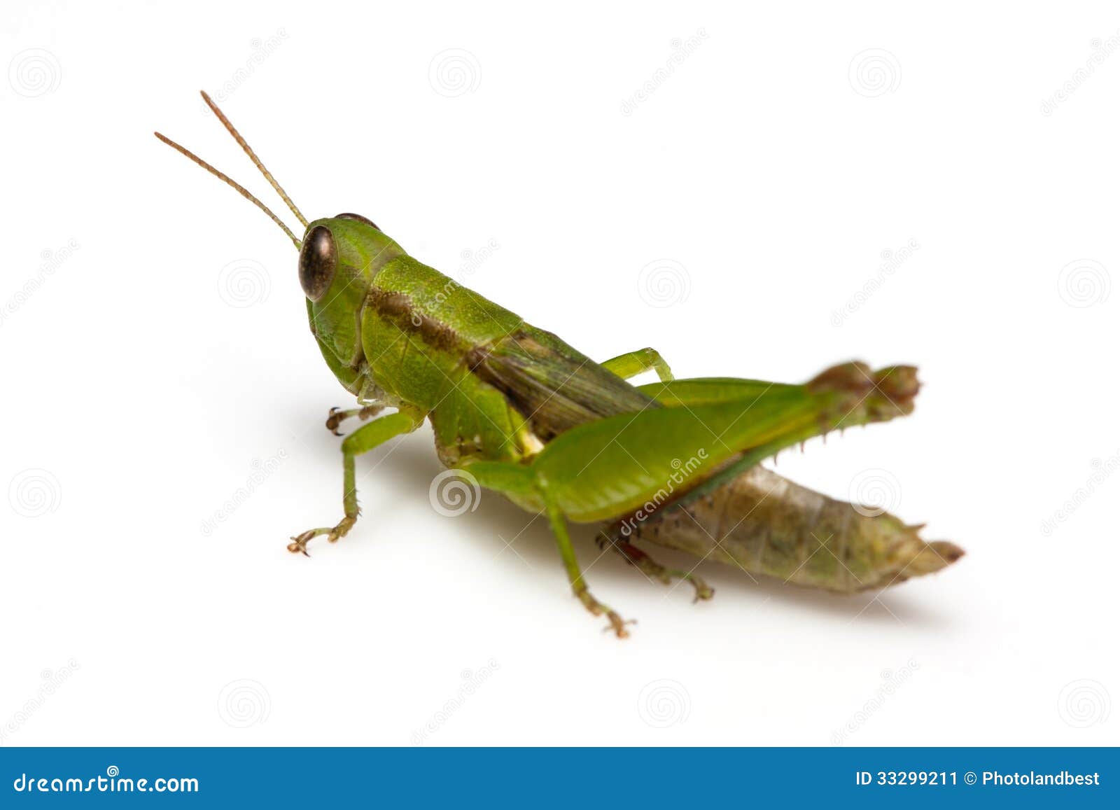 Grasshopper stock image. Image of wildlife, creature - 33299211