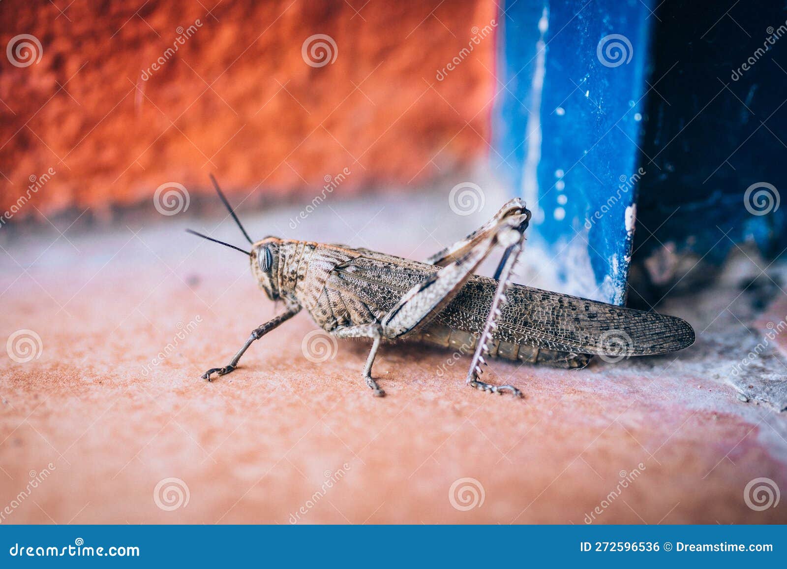 Grasshopper stock photo. Image of salvaje, vida, moth - 272596536