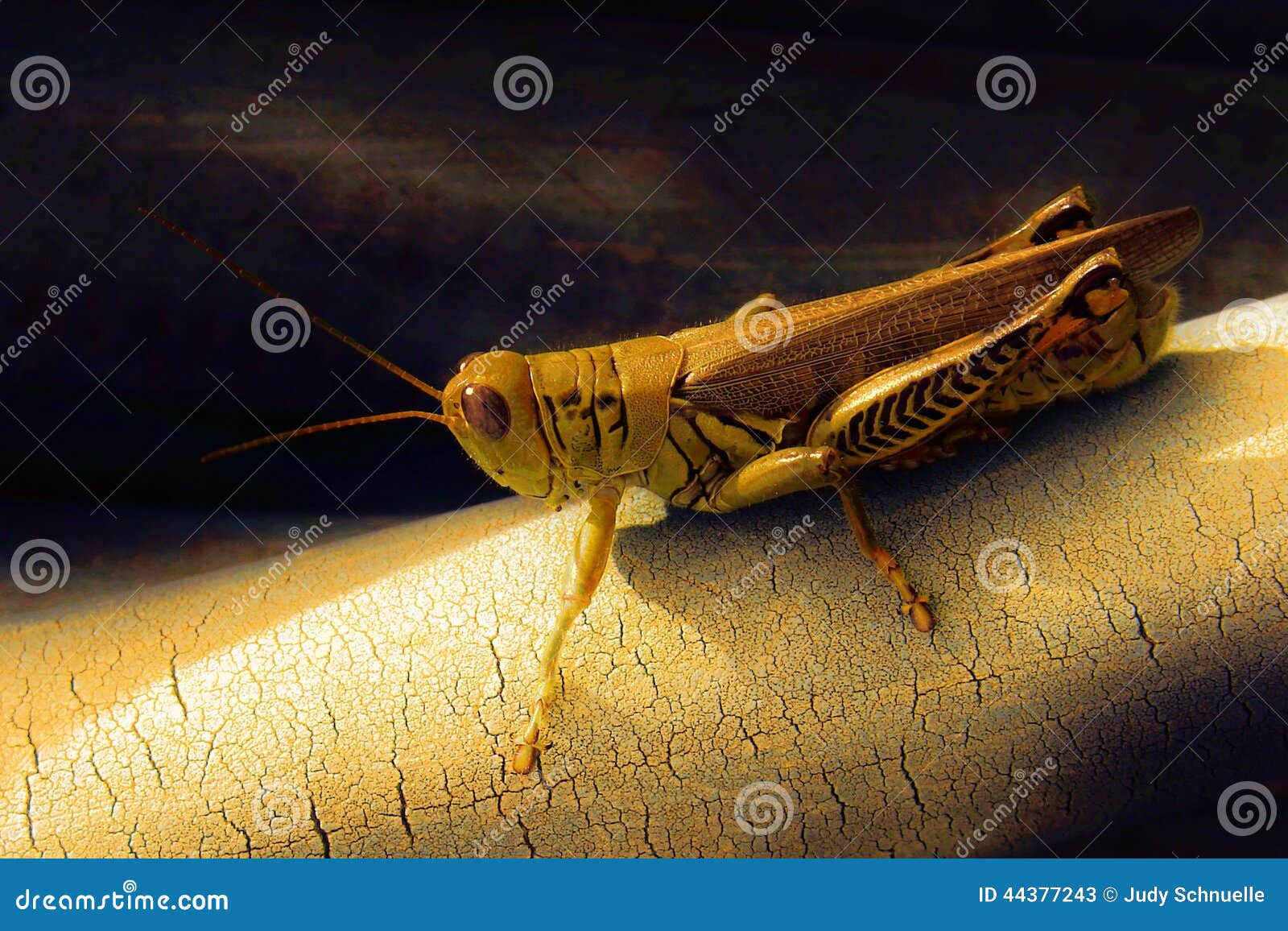 Grasshopper Golden Morning stock image. Image of grasshopper - 44377243