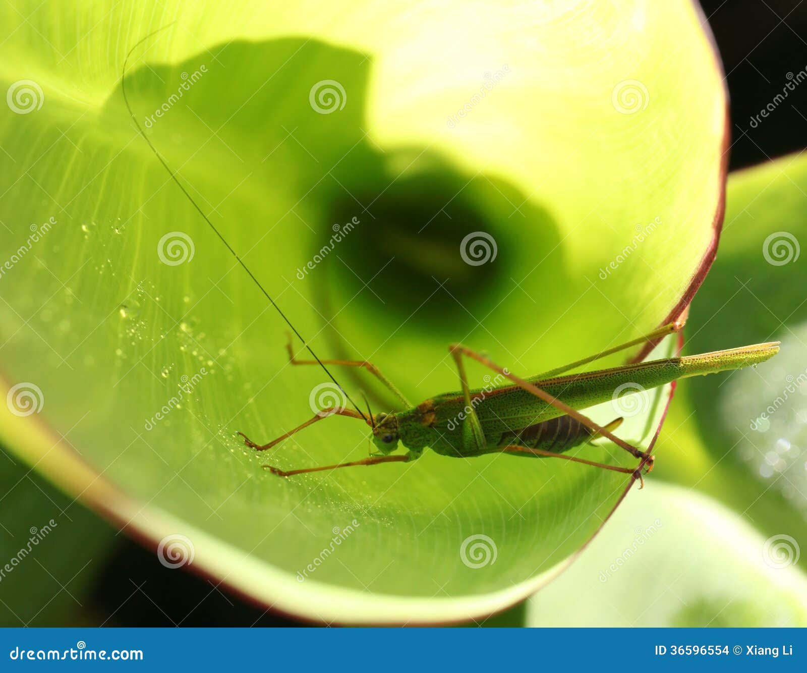 Grasshopper stock photo. Image of green, grasshopper - 36596554