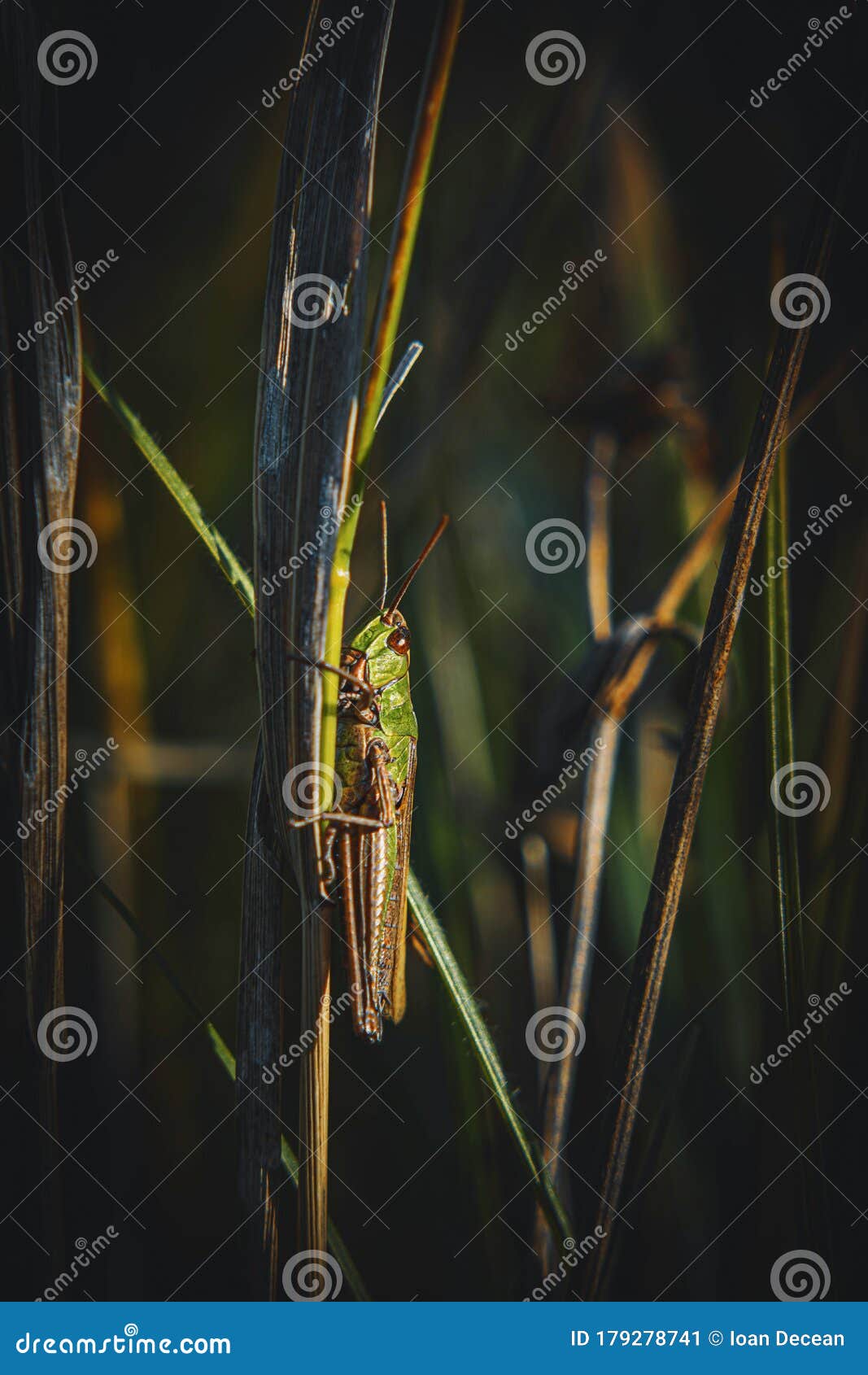 Grasshopper on Grass Side View Stock Image - Image of grass, pest ...
