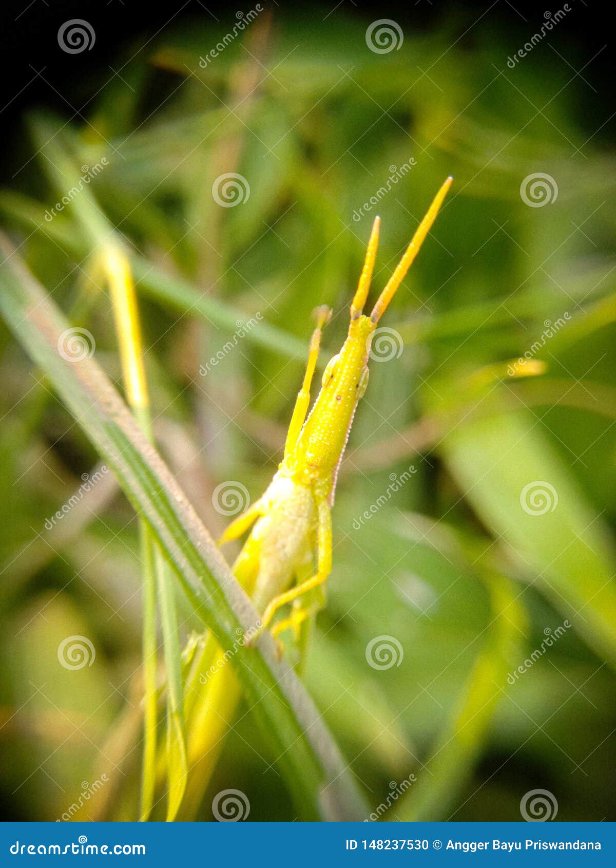 The grasshopper stock photo. Image of fauna, cute, wild - 148237530
