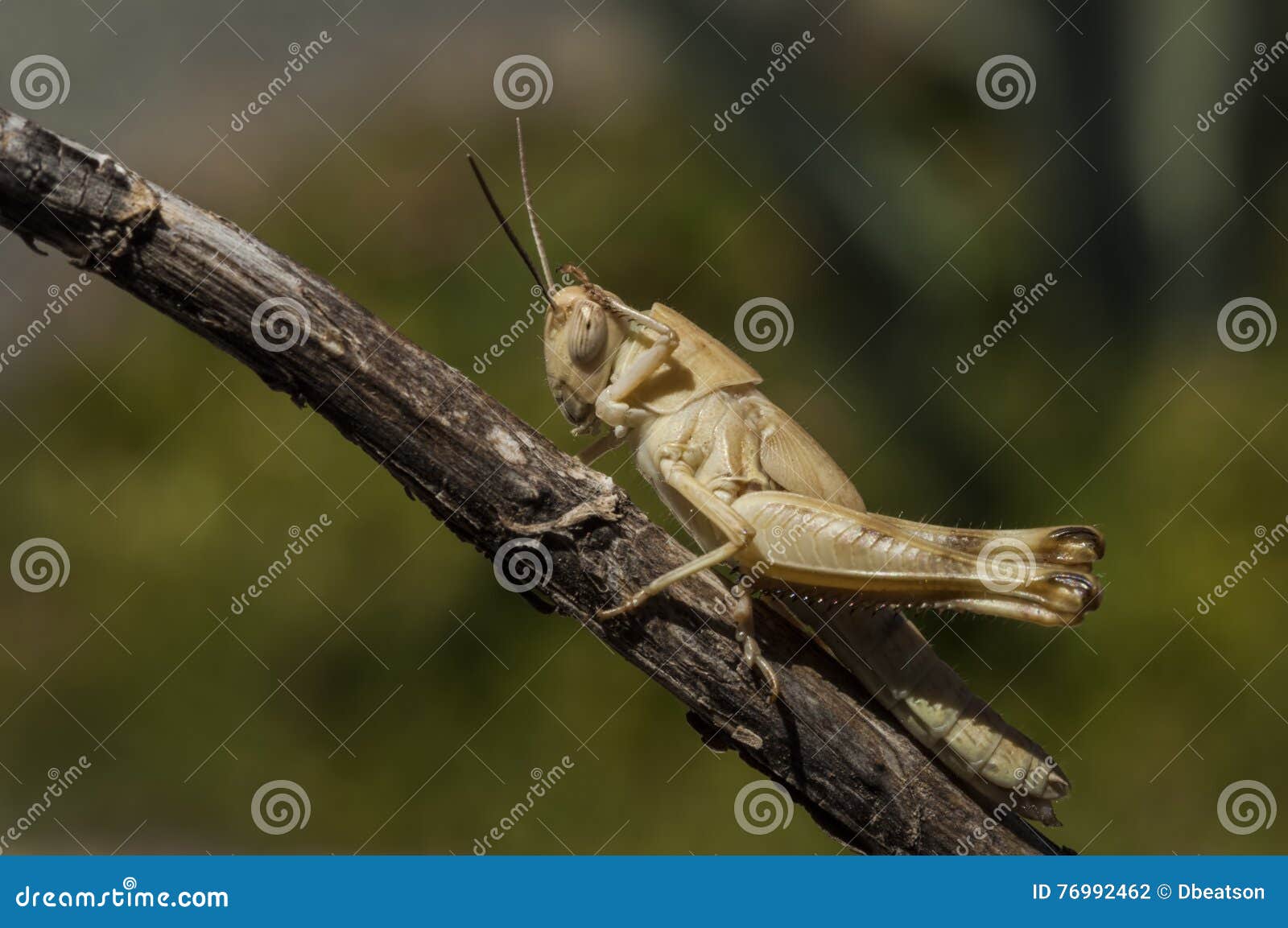 Grasshopper stock photo. Image of insects, wildlife, grasshoppers ...