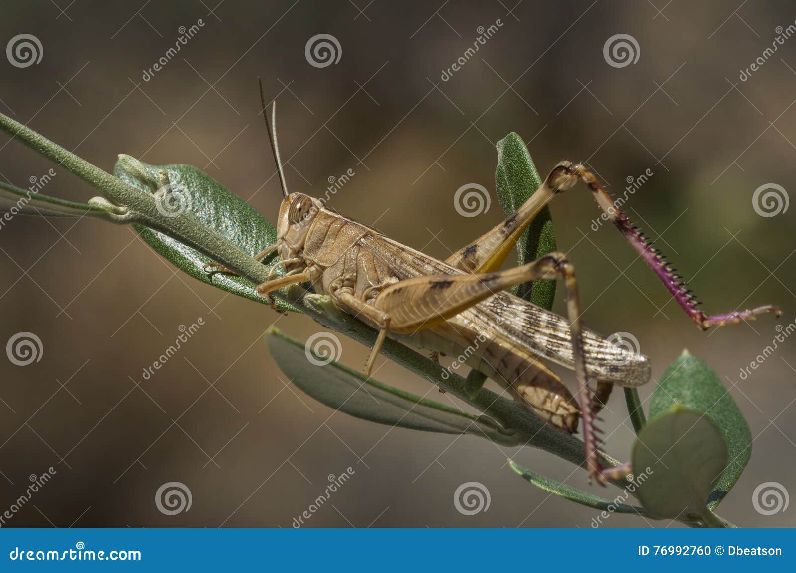 Grasshopper stock photo. Image of spain, grasshopper - 76992760