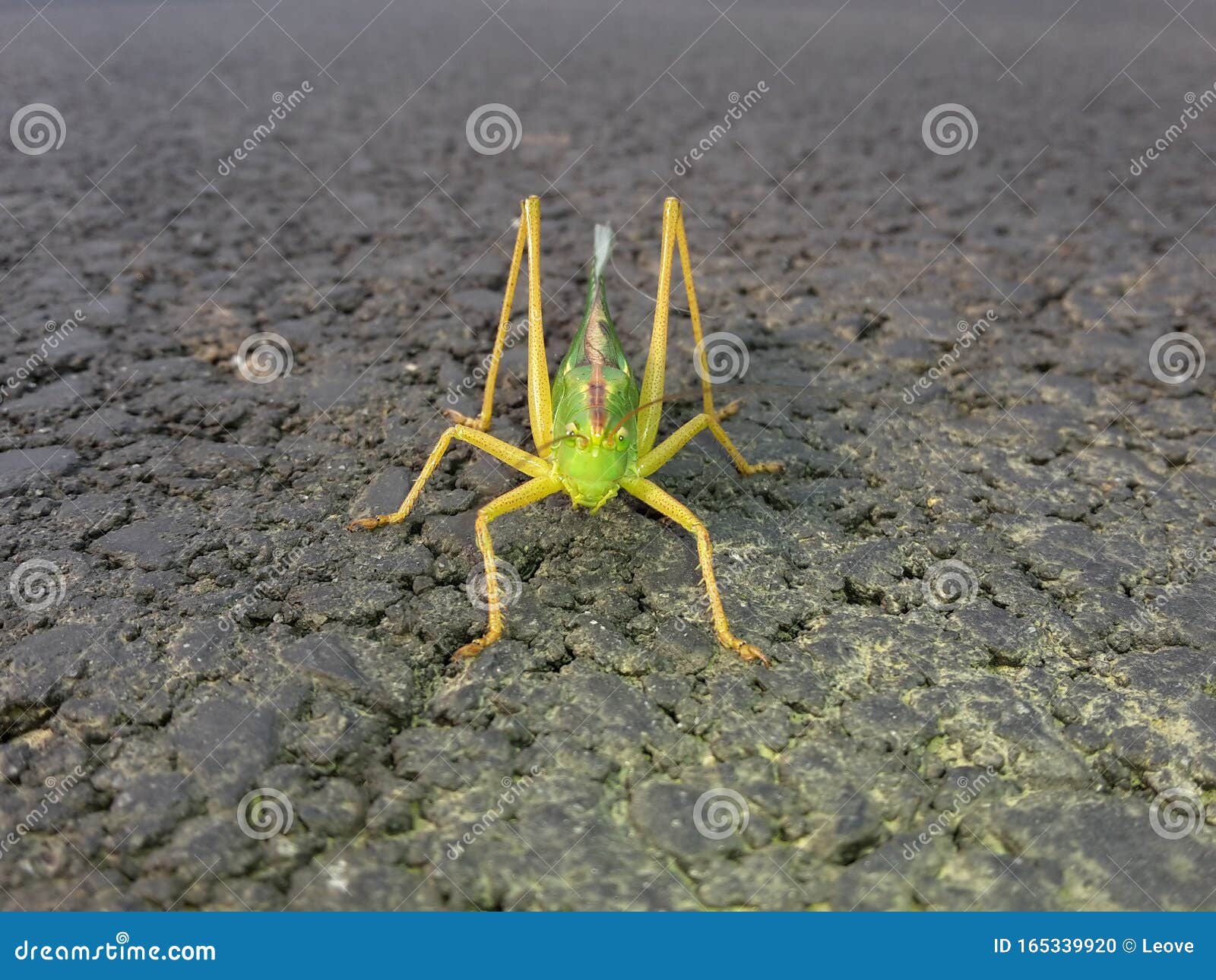 Grasshopper Green on Black Asphalt, View from Front Side Stock Photo ...