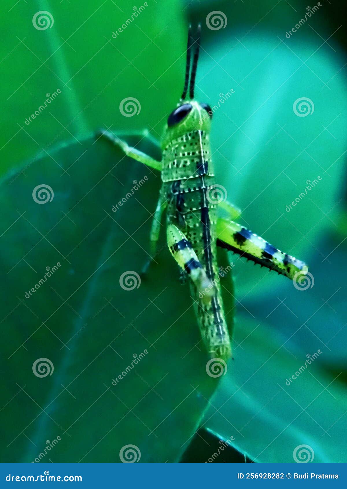 A Grasshopper with Green Color on a Leaf. Stock Photo - Image of beetle ...
