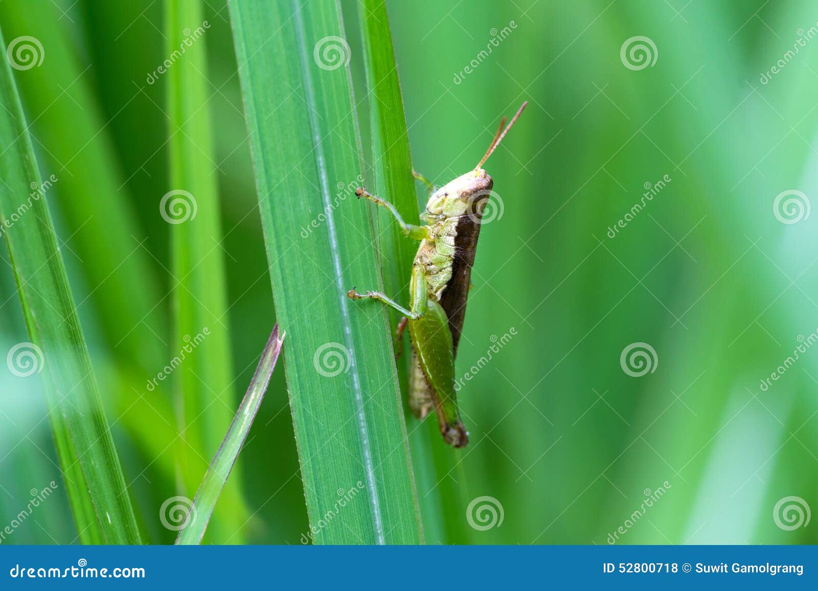 Grasshopper in a Green Field Stock Photo - Image of fauna, green: 52800718