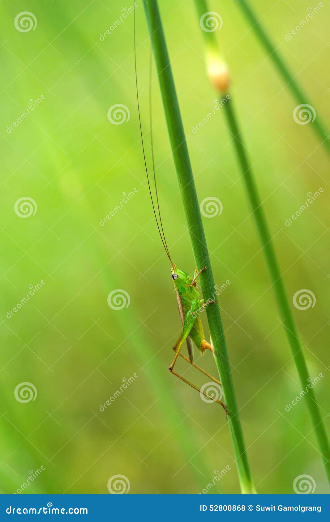 Grasshopper in a Green Field Stock Photo - Image of fauna, close: 52800868