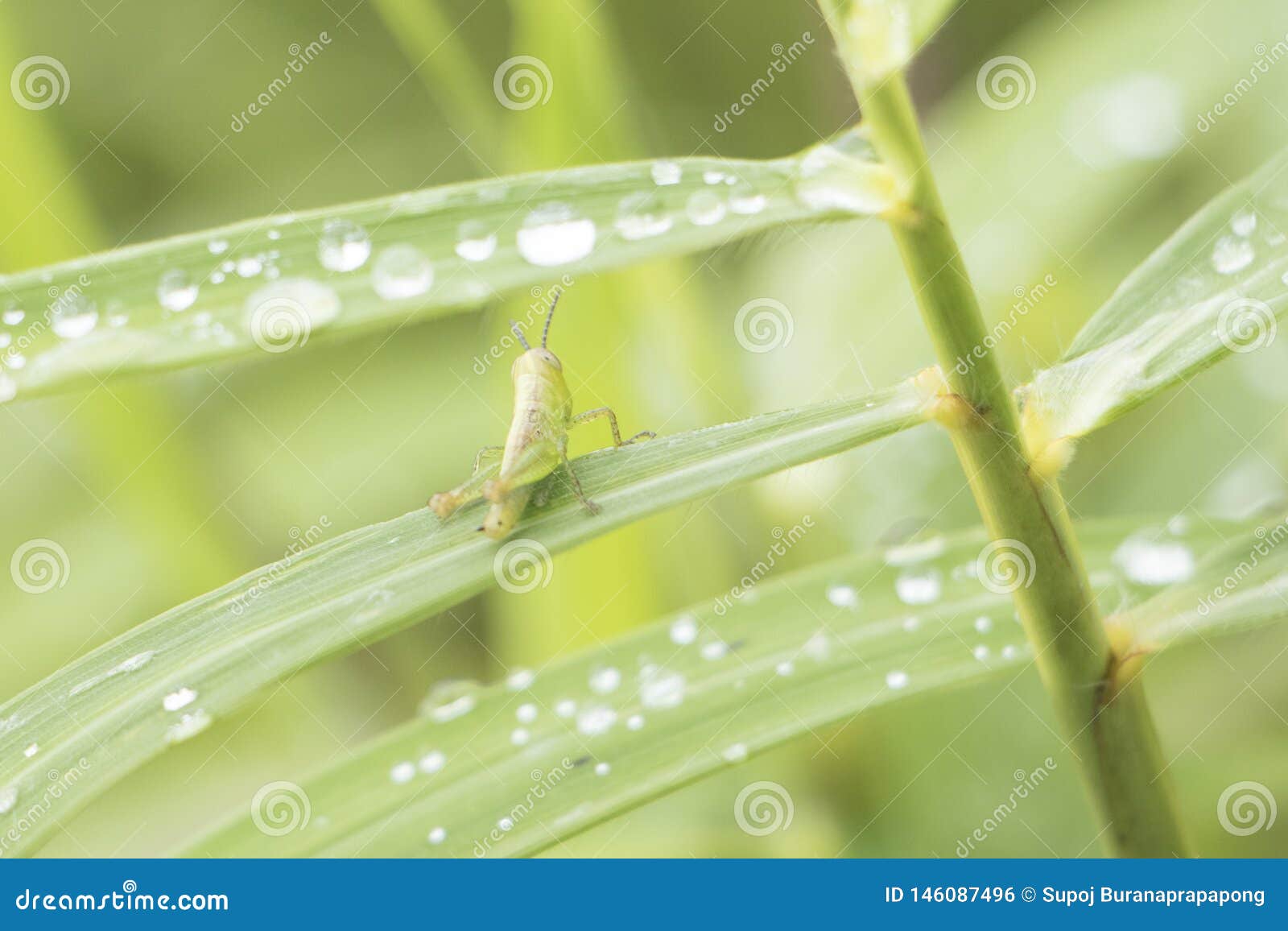 Grasshopper on Green Grass with Raindrops in Morning Grassfield Stock ...