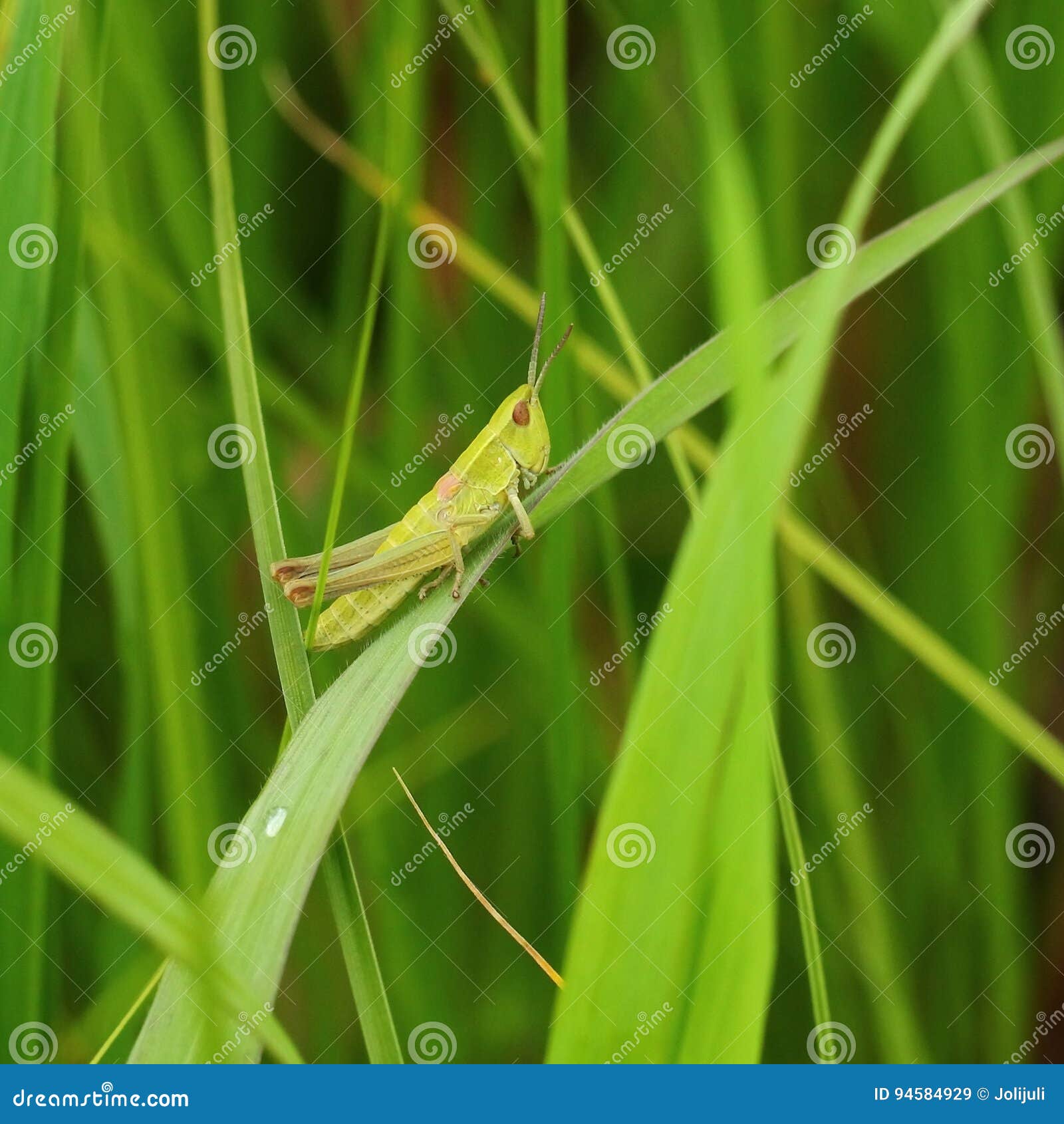 Grasshopper Stock Image Image Of Walk Natural Nature 94584929