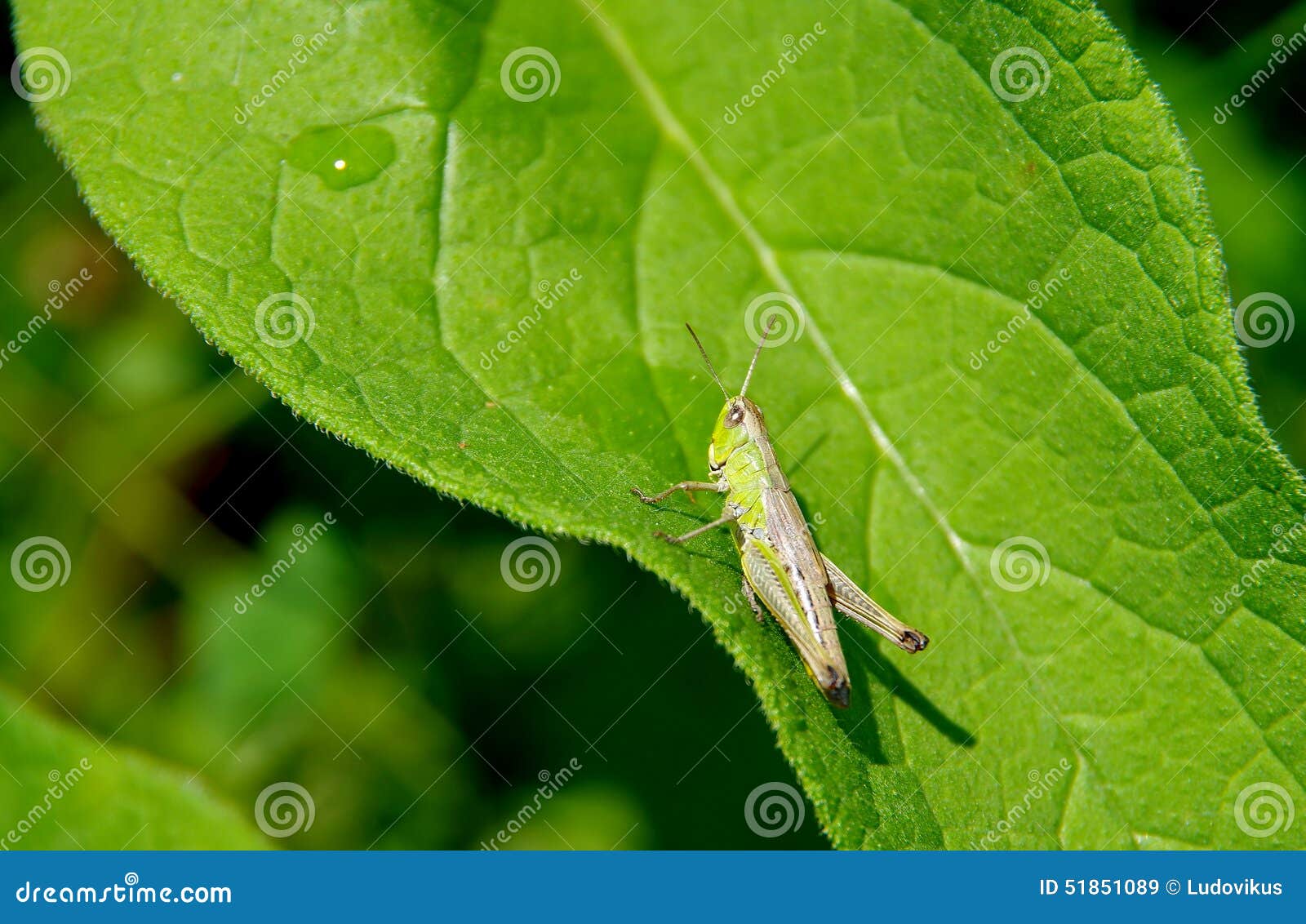 Grasshopper on green leaf stock image. Image of view - 51851089