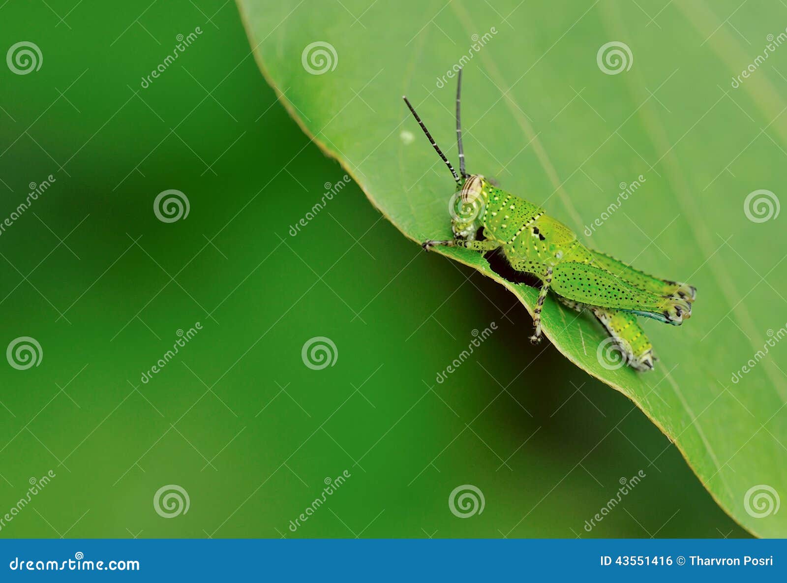Grasshopper stock photo. Image of feelers, closeup, color - 43551416