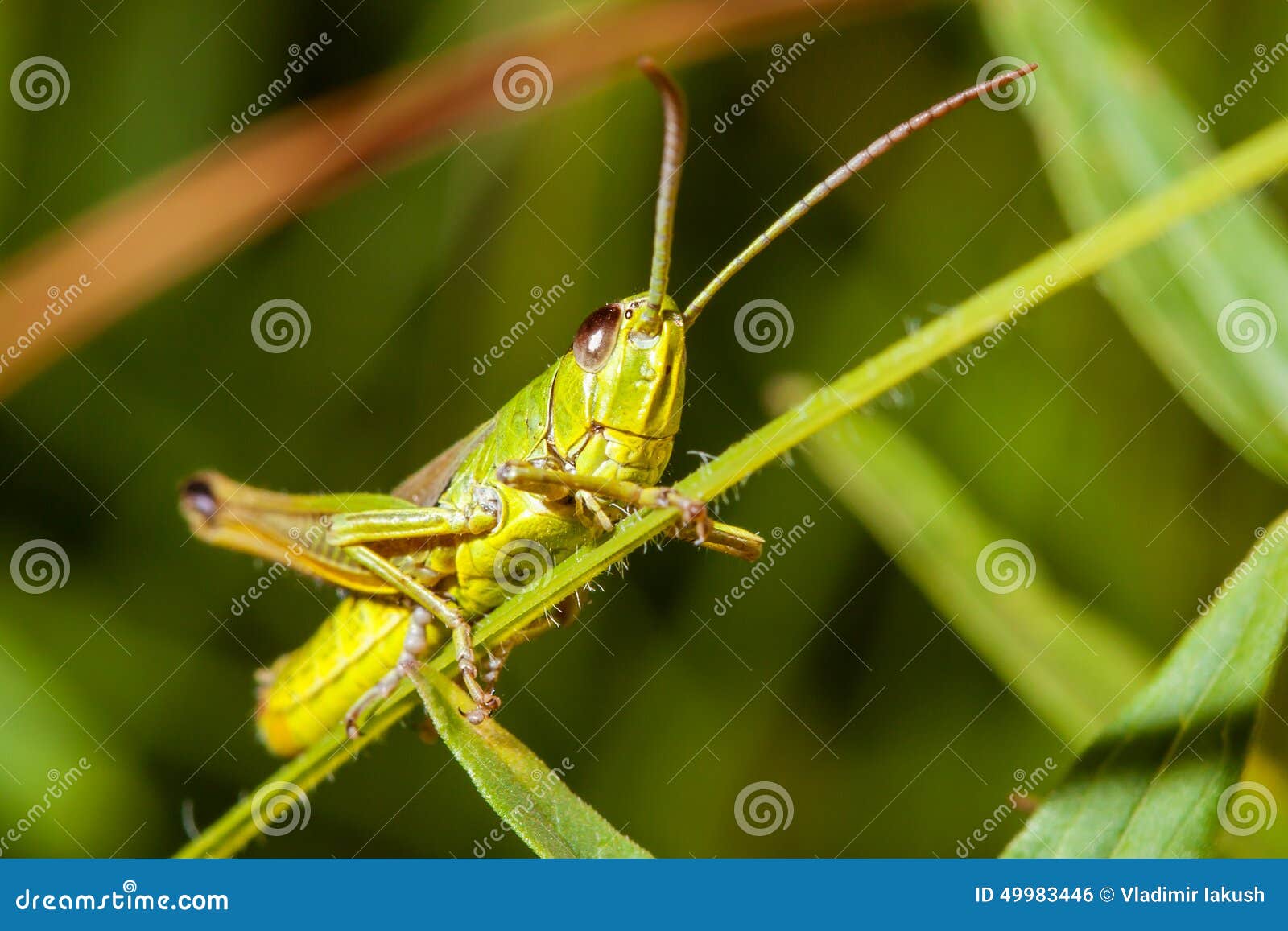 Grasshopper stock photo. Image of macro, summer, animal - 49983446