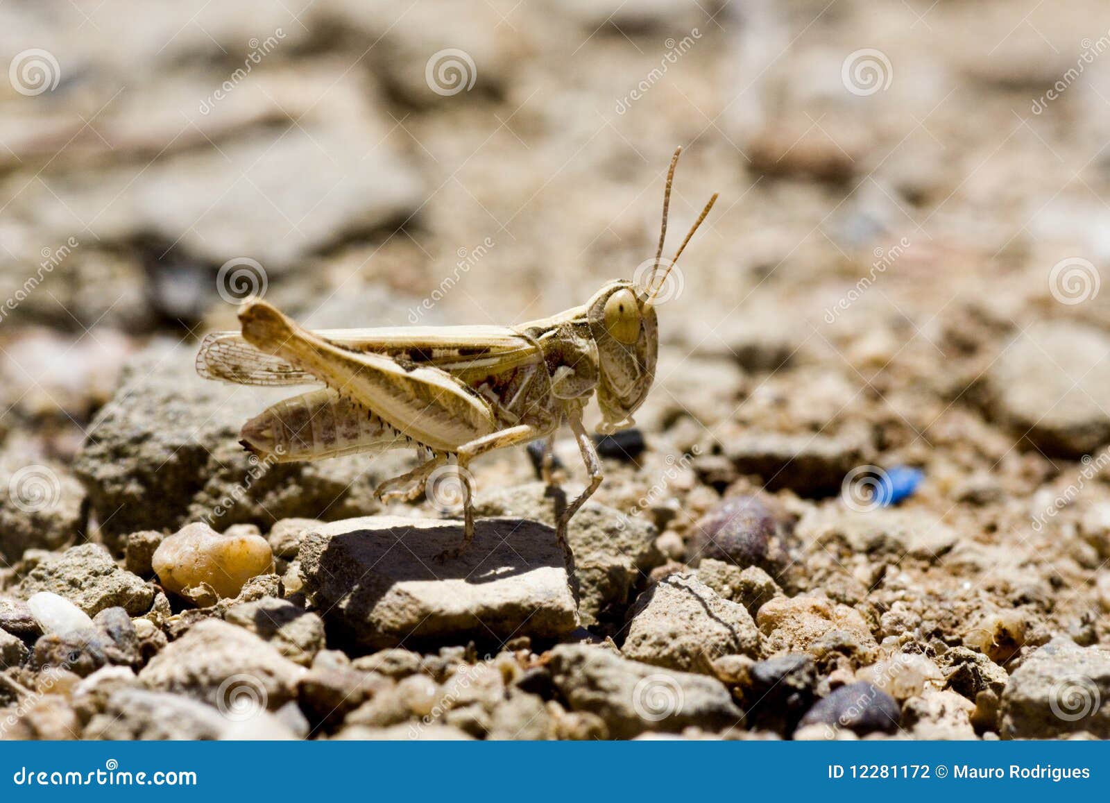 Grasshopper on the ground stock photo. Image of hopper - 12281172