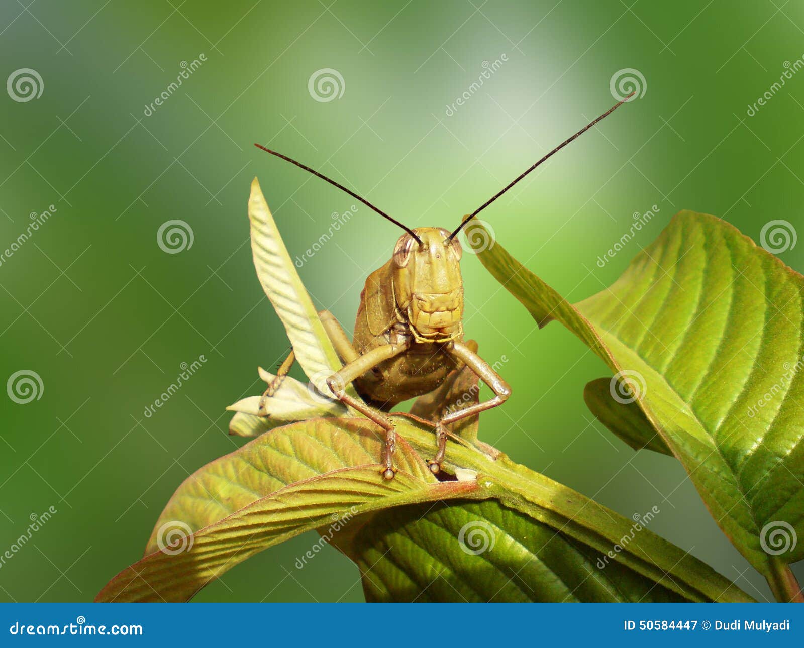 Grasshopper on Guava Leafs stock image. Image of orthoptera - 50584447