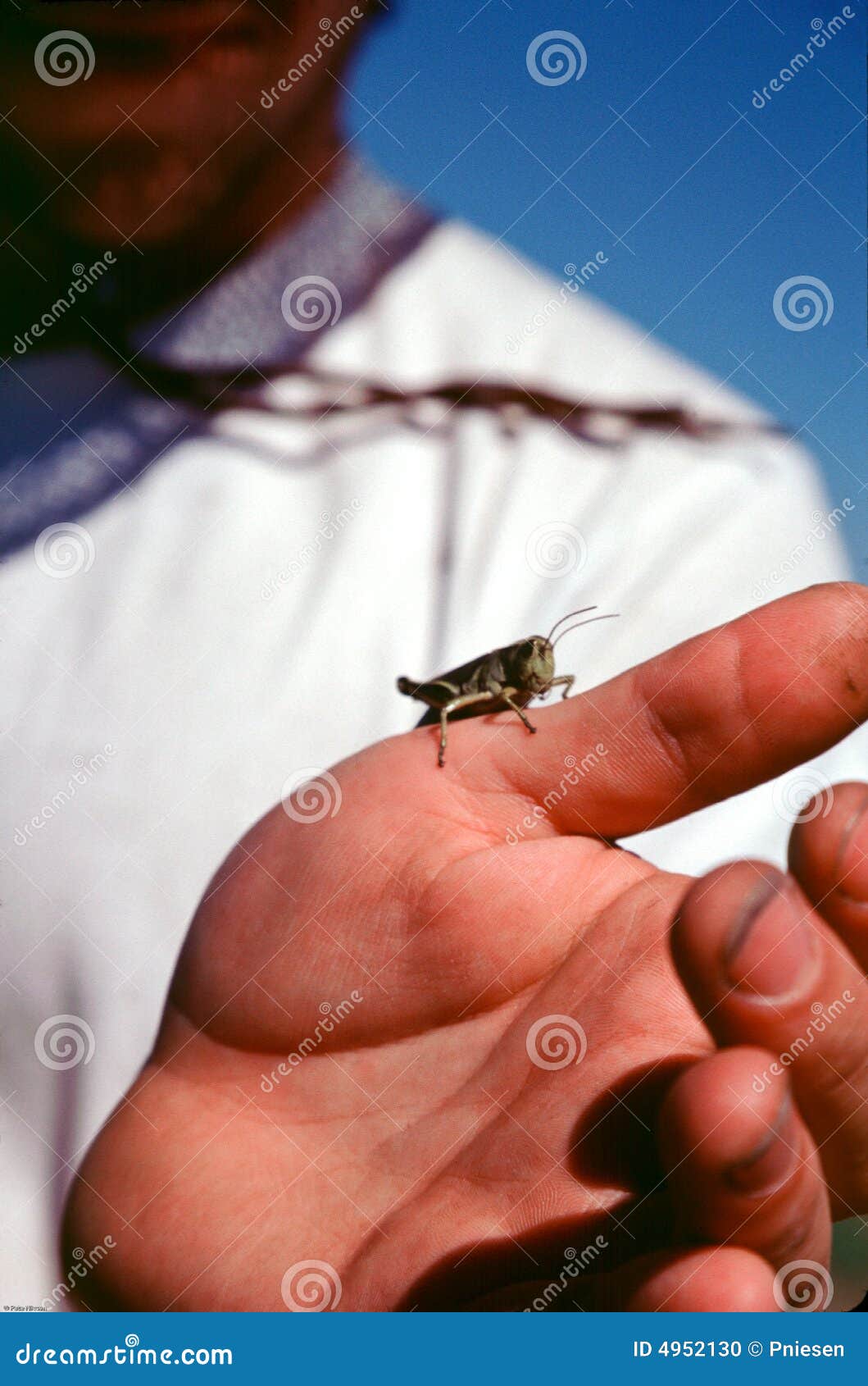 Grasshopper on hand stock photo. Image of insect, outdoors - 4952130