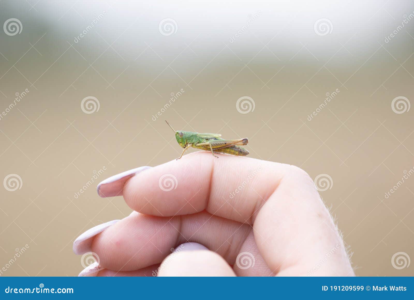 Grasshopper on a hand stock image. Image of fingers - 191209599