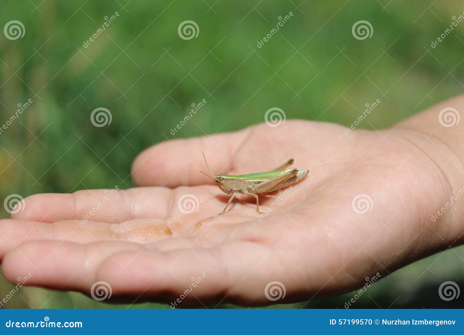 Grasshopper on a hand stock photo. Image of climb, head - 57199570