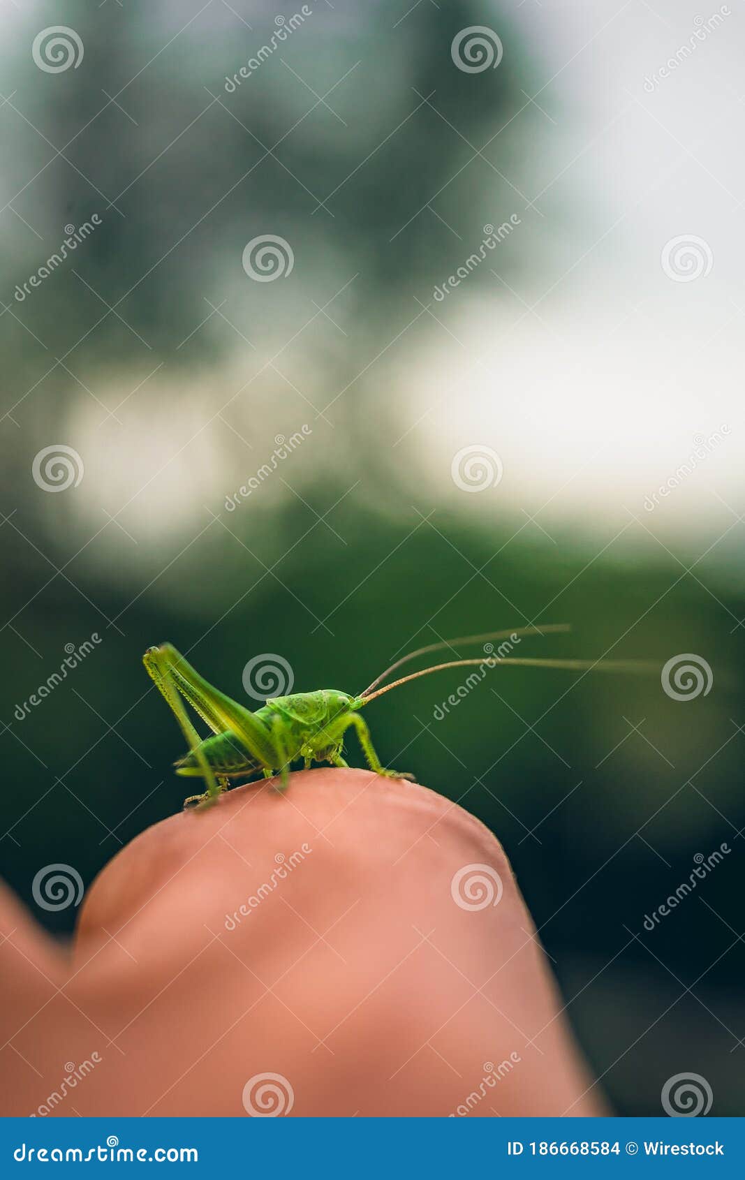 Grasshopper on the Hand of a Person in the Garden Stock Photo - Image ...