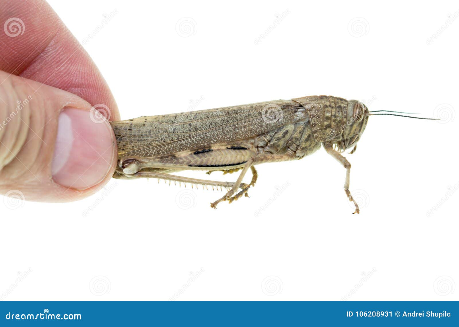 Grasshopper in the Hand on a White Background Stock Image - Image of ...