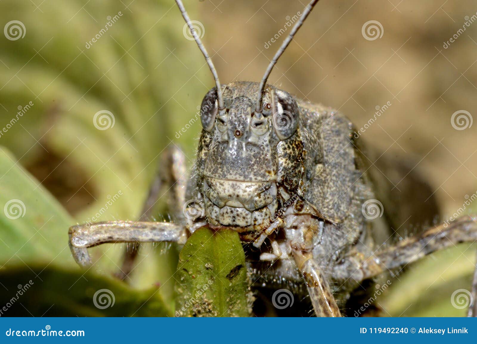 Grasshopper head close-up stock photo. Image of closeup - 119492240