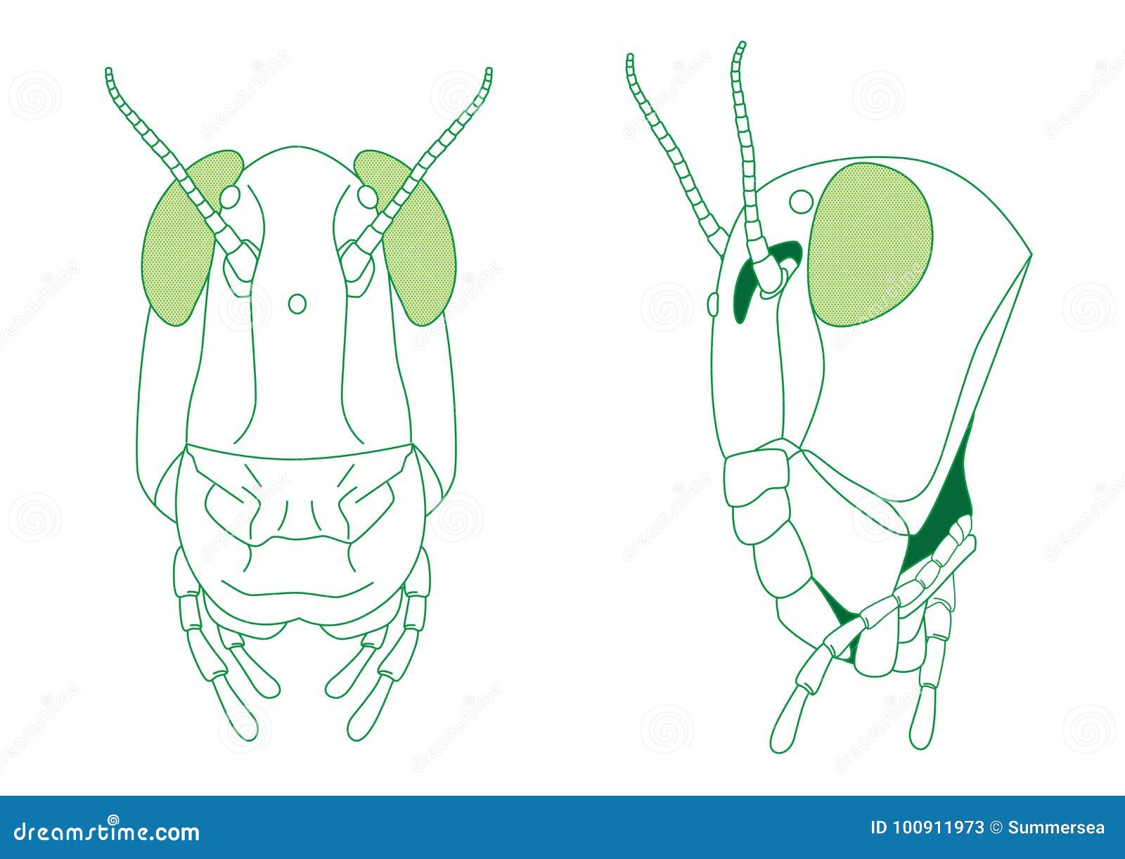 Grasshopper Head Diagram Stock Vector Illustration Of Diagram 100911973