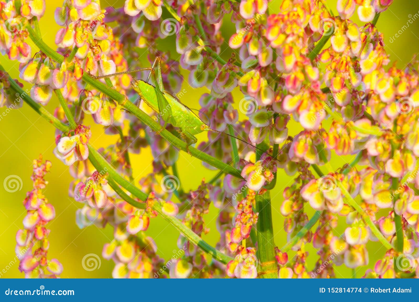 Grasshopper Hidden in Colored Grass-closeup Stock Photo - Image of ...