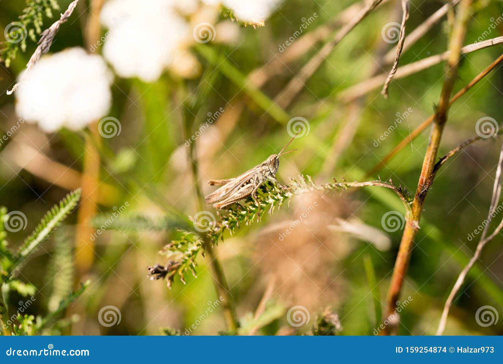 A Grasshopper Hidden in the Grass. Stock Photo - Image of season ...